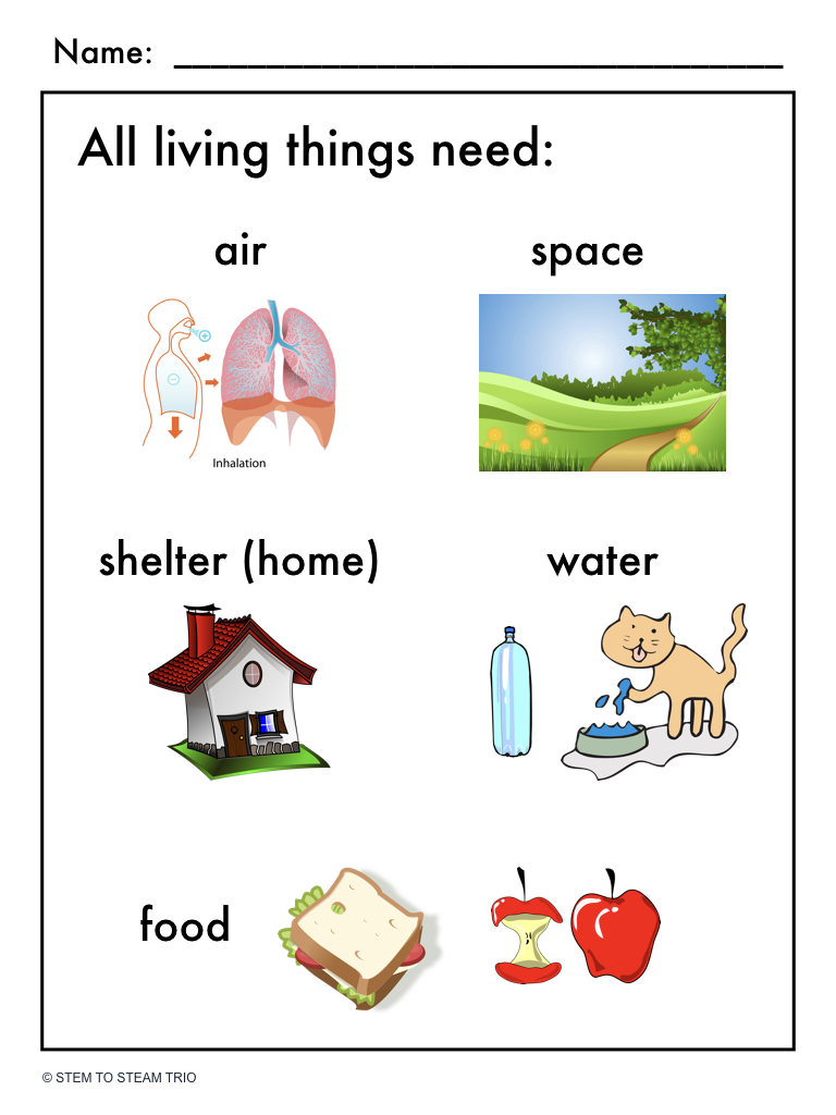 Animal Needs Brown Bear Facts Science And STEAM Team Animal Needs Brown Bear Facts Science And STEAM Team