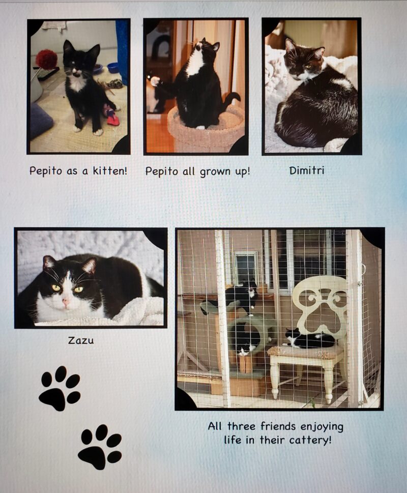Pepito, a Blind Cat, Is So Happy to "See" Us! - Science and STEAM Team