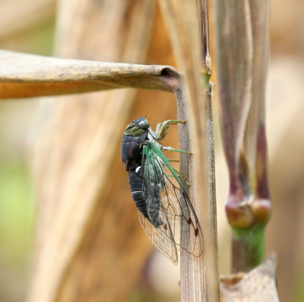 Periodic Cicadas: What's the Big Buzz About? - Science and STEAM Team