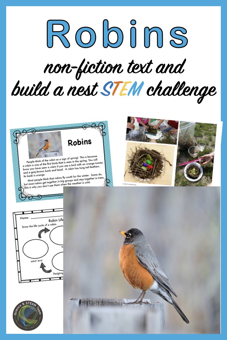 Building a Nest: An Easy, Engaging, and Messy STEM Challenge! - Science ...