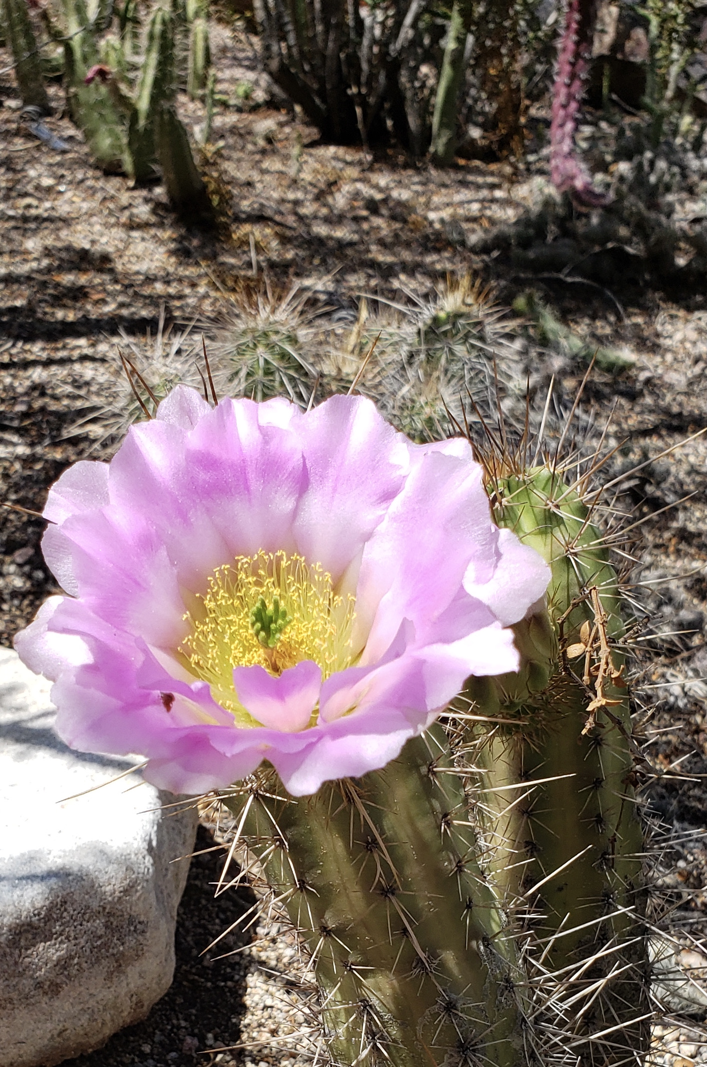 Do You Want to See the Desert in Bloom? - Science and STEAM Team