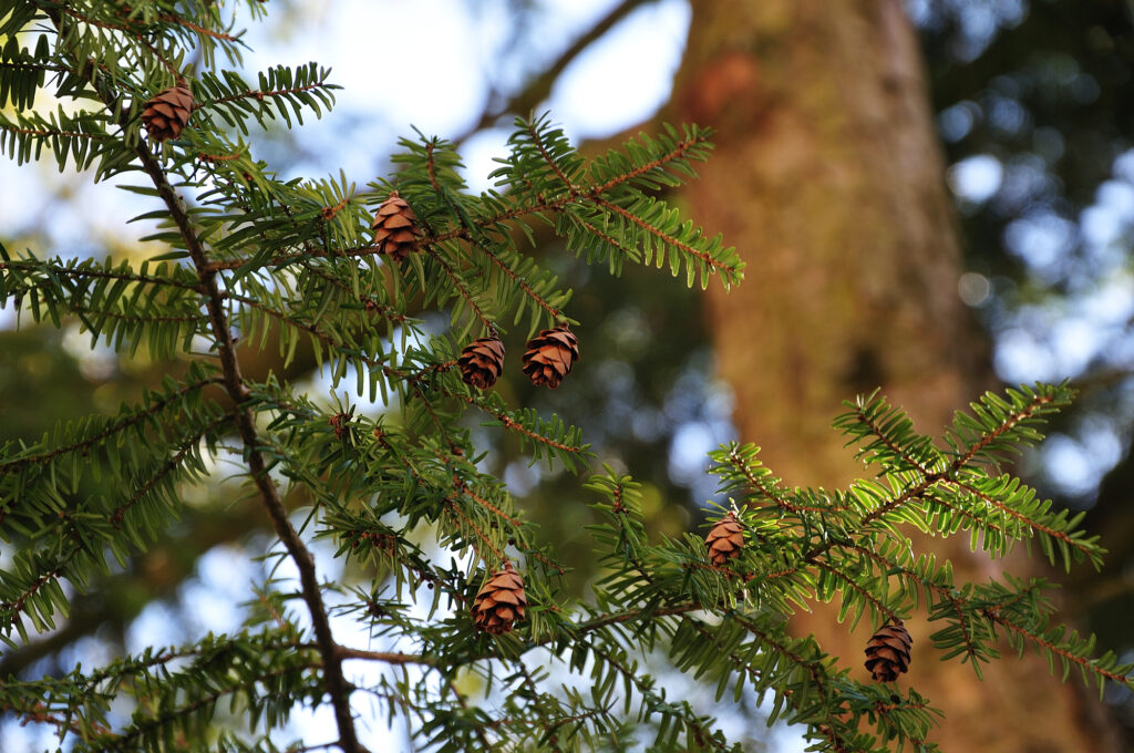 Muir Woods: Learn About the Impressive Coastal Redwoods and More ...