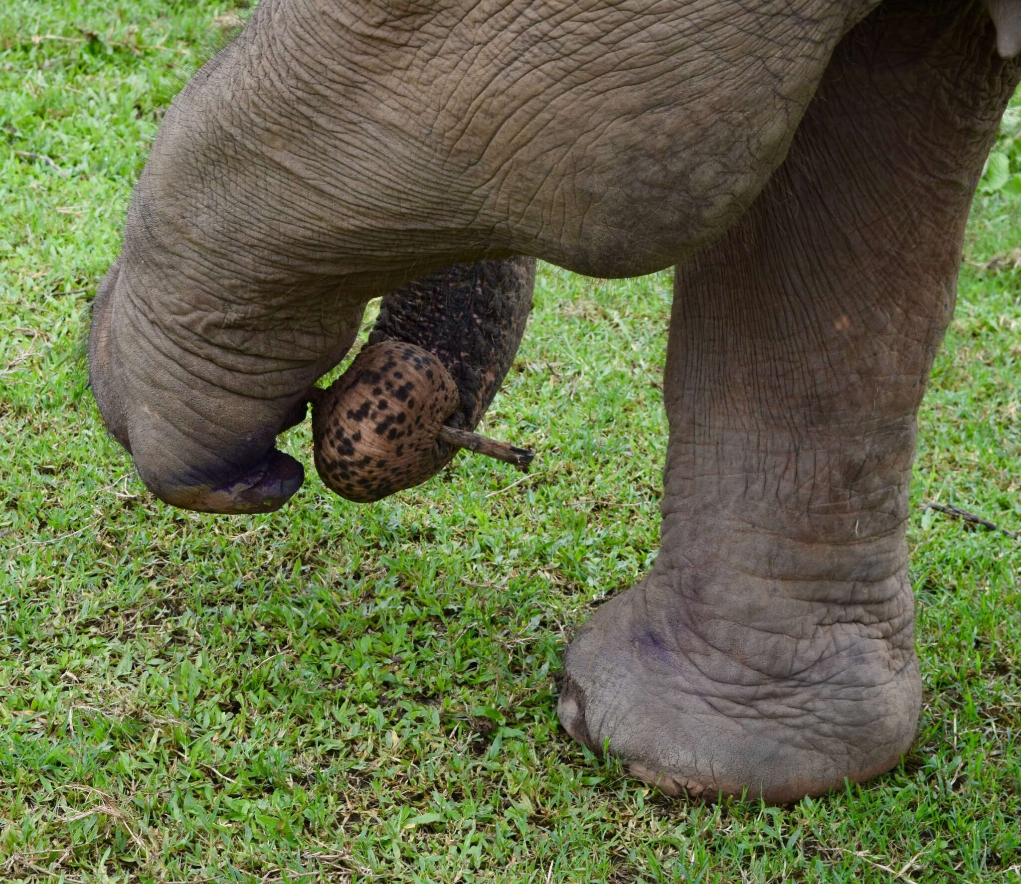 Ethical Elephant Sanctuary in Chiang Mai Showcases Elephant Behaviors ...