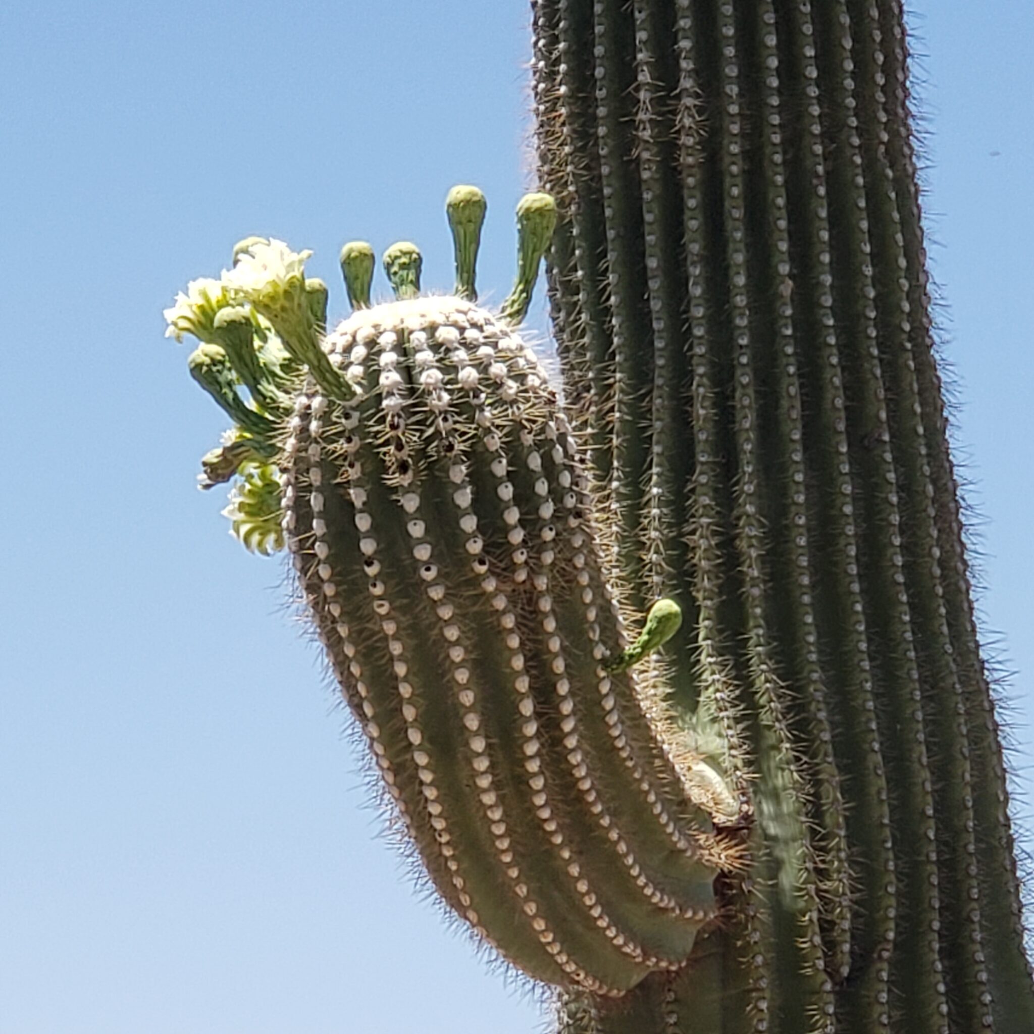 5 Saguaro Cactus Science Fun Facts We Learned on Our Trip - Science and ...
