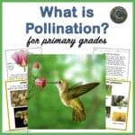 Pollinator Week: 8 Fun Activities for You and Your Students - Science ...